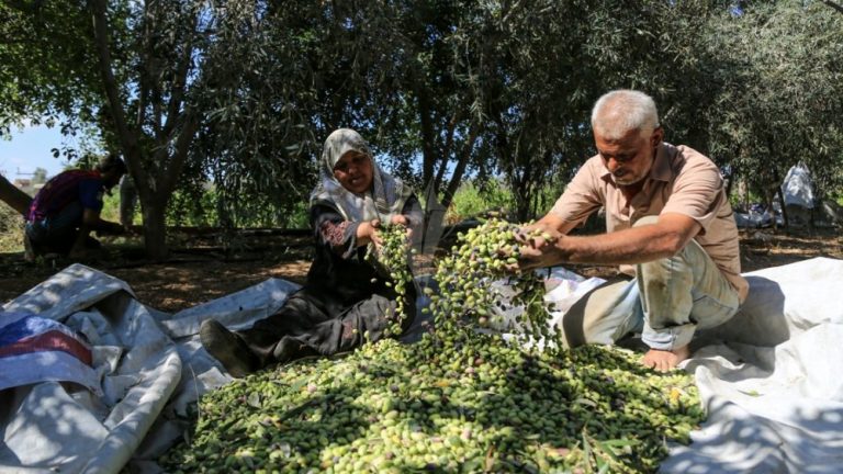 Ministry of Agriculture, Livestock and Marine Resources | Libya