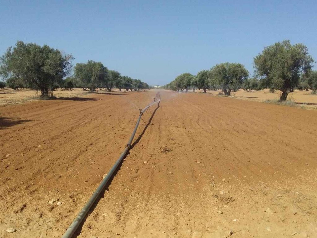 Propagation of seeds of local pastoral plants for the agricultural ...